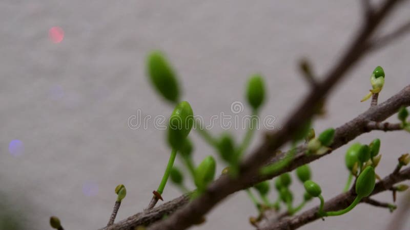 Plastic Branch Tree Spring Decoration in Building Green Forest Concept ...