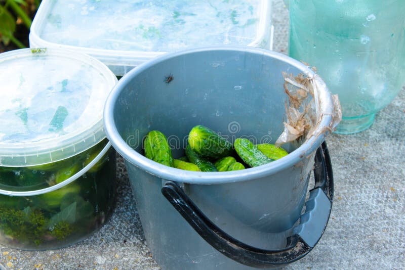 Plastic Bucket with Cucumbers Side View Stock Photo - Image of bucket ...