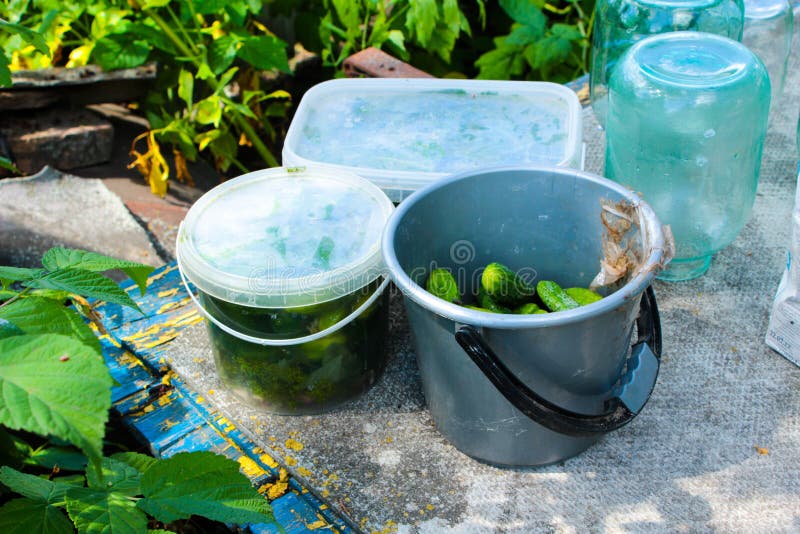 Plastic Bucket with Cucumbers Side View Stock Photo - Image of view ...