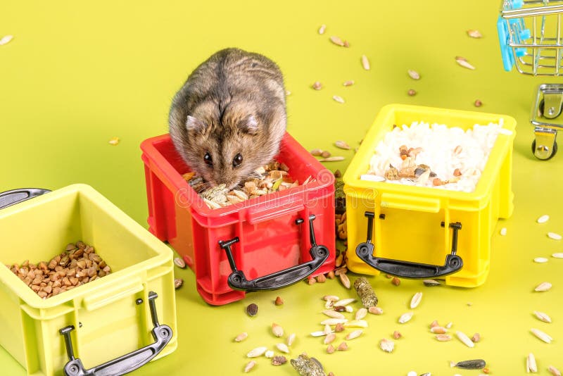 In Plastic Containers the Hamster Rummages for Food and There is Grain ...