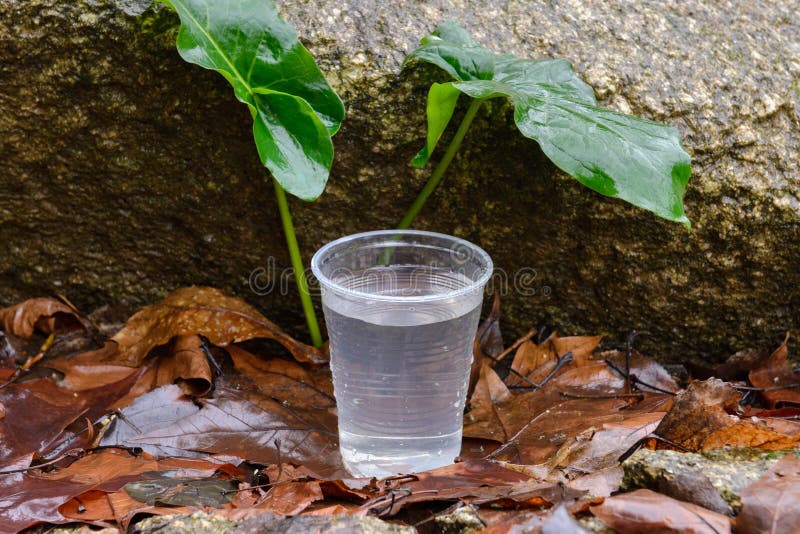 Plastic Cup on Autumn Leaves Stock Photo - Image of fall, background ...