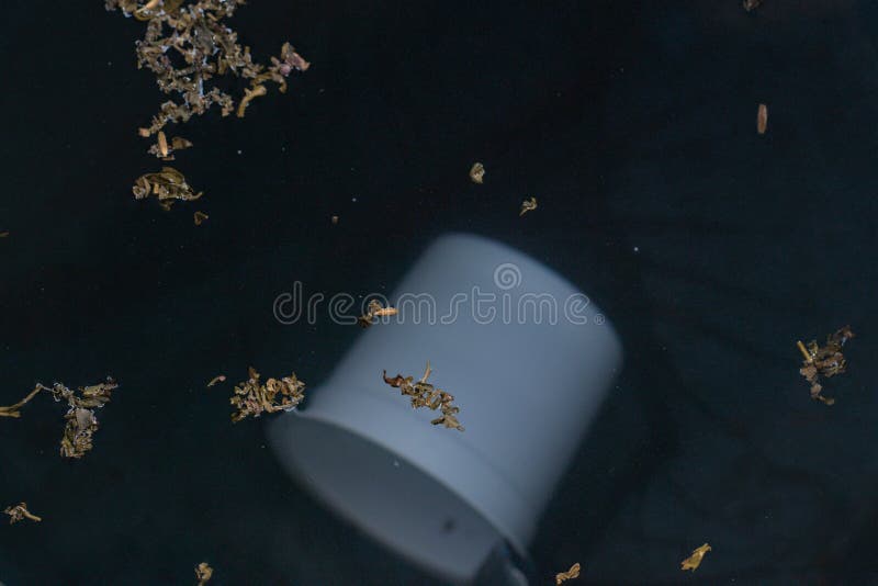Plastic Cup Container Inside Water Body. Stock Image - Image of aquatic ...