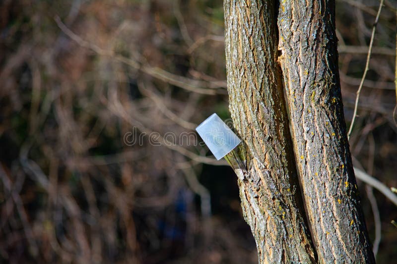 Plastic cup on a tree stock image. Image of wood, wildlife - 353033131