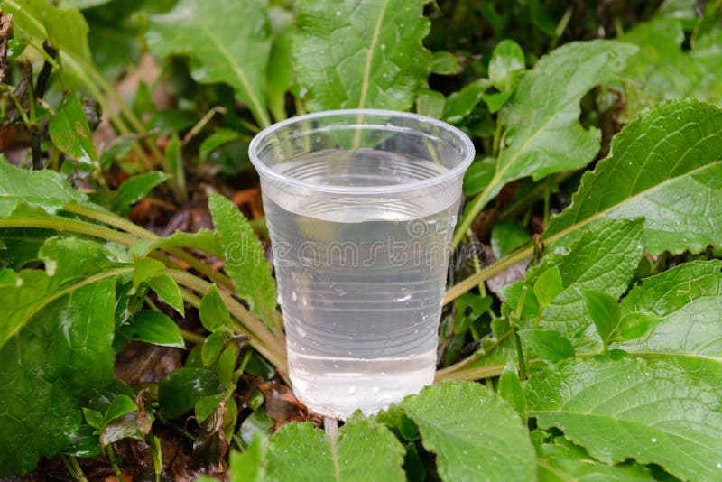 Plastic Cup with Water in the Grass Stock Photo - Image of life, aqua ...