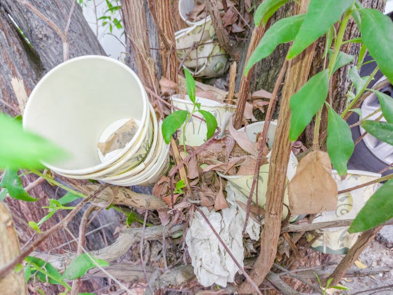 Plastic Cups and Litter Hanging on a Tree Stock Image - Image of bottle ...