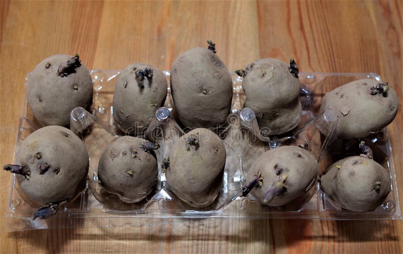 Sharpes Express Early Potatoes Growing in a Terracota Container , in ...