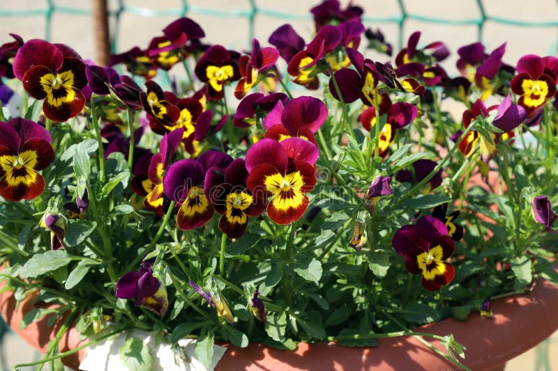 Plastic Flowerpot with Blooming Two-colored Violas Stock Photo - Image ...