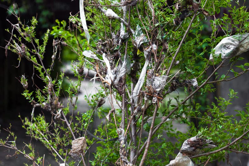 Plastic bag in a tree stock photo. Image of ecology, plastics - 41936964