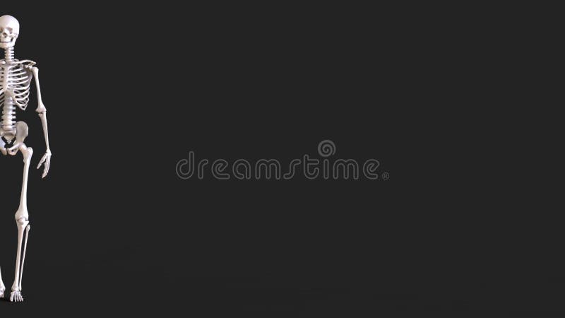 The Layout of the Human Skeleton on White Background. Stock Footage ...