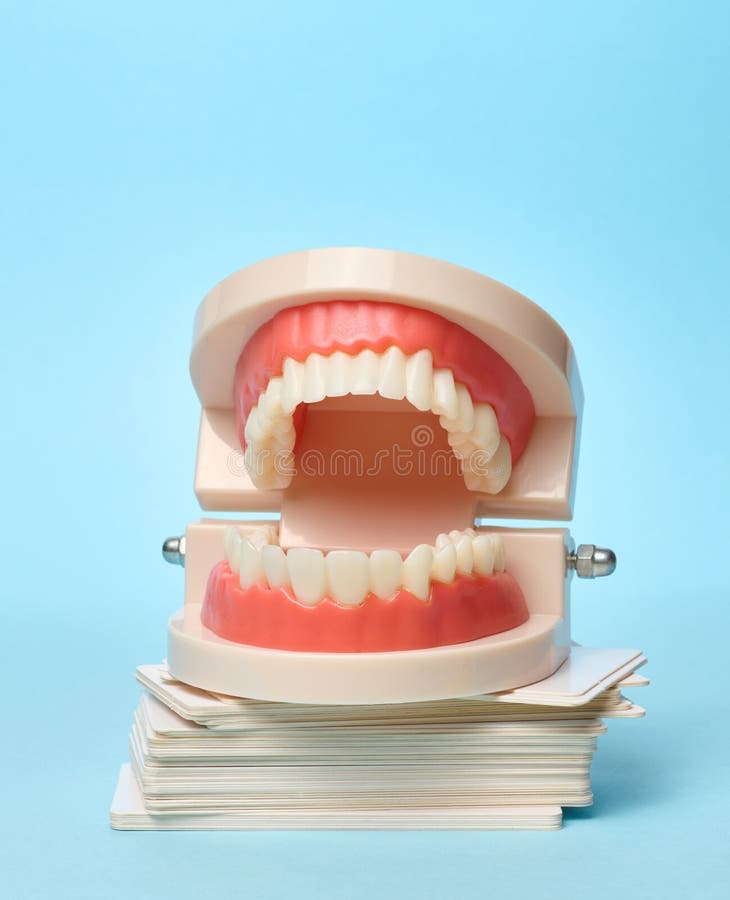 Plastic Human Jaw with White Teeth Stands on Stack of Paper Business ...