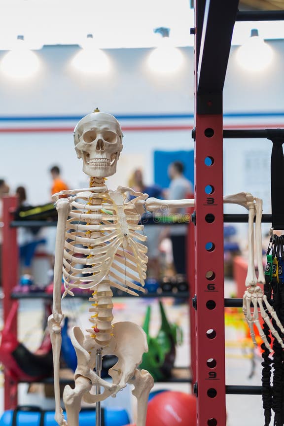 Plastic Human Skeleton in a Relaxed and Fun Pose Stock Photo - Image of ...