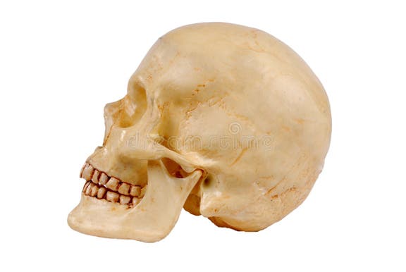 Plastic Human skull model stock image. Image of medicine - 2181531