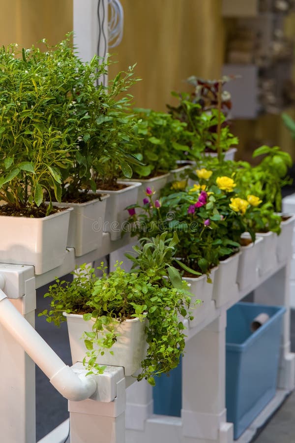 Plastic Hydroponic Gardens, Hydroponic Planted Using Pipes Stock Image ...