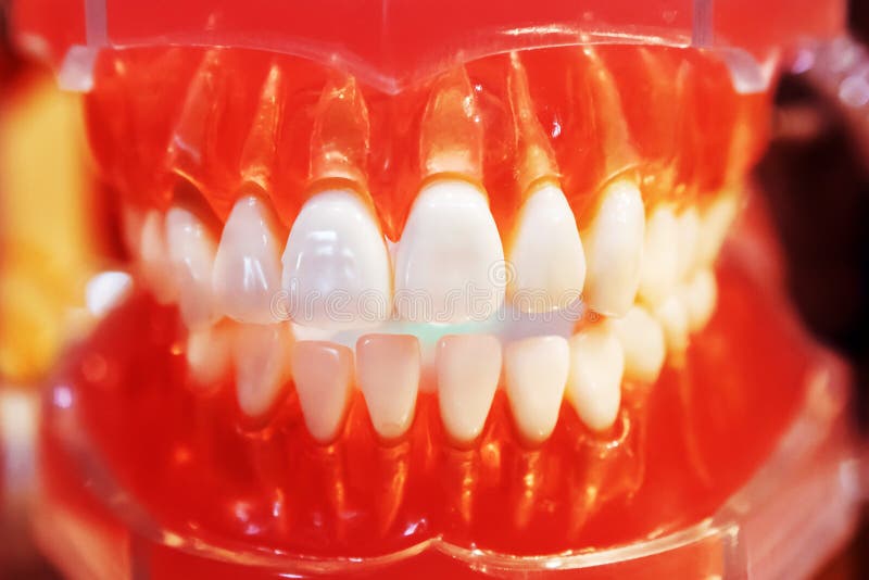 Plastic Jaw with Teeth for the Anatomical Practice of Stomatology ...