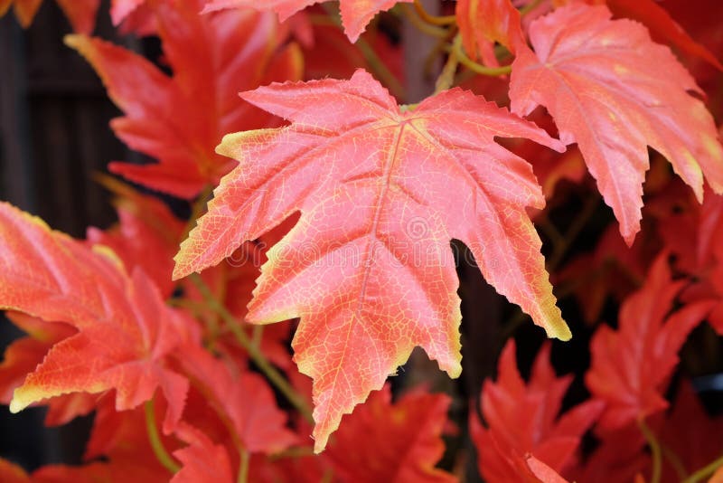 Plastic leaves stock image. Image of garden, leaves - 190816497