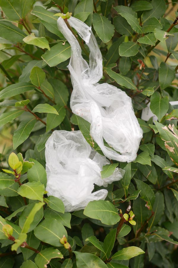Plastic Litter Entangled in Green Tree Branches Depicting Environmental ...
