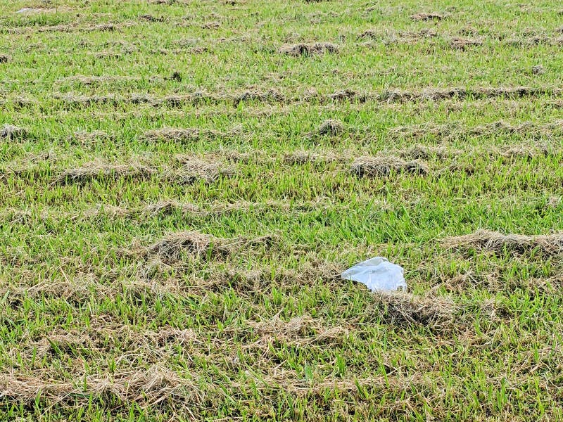 Plastic Litter in the Field Stock Image - Image of grassland, wildlife ...