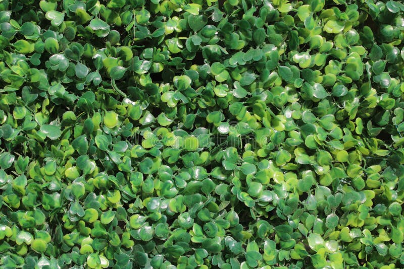 Plastic Made Leaves All Over the Frame Stock Image - Image of shrub ...