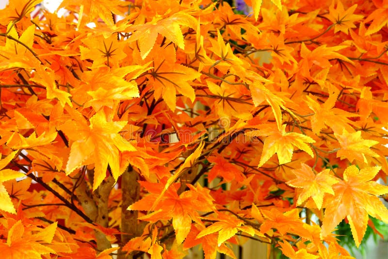Plastic Maple leaf stock image. Image of foliage, decoration - 133017901