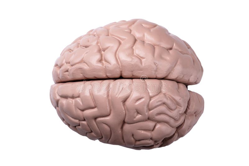 Plastic Model of Human Brain Stock Image - Image of cerebral, cerebrum ...