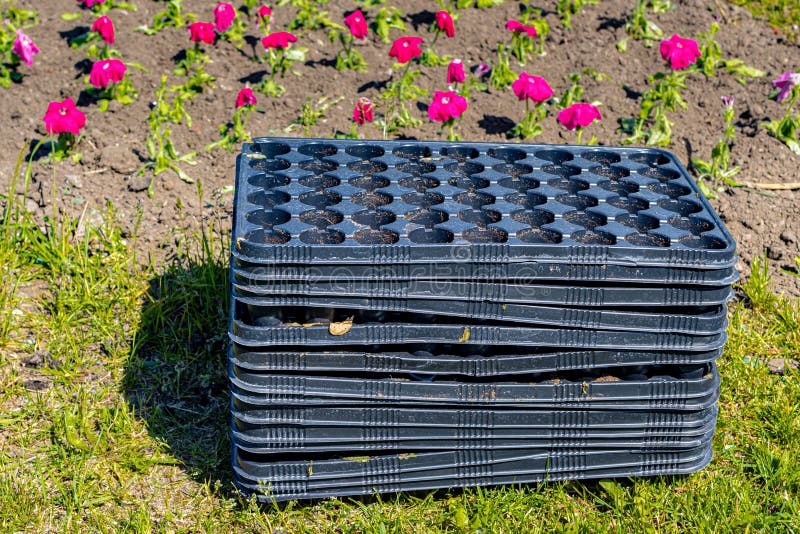 Plastic Mold for Growing Flower Seedlings Outdoors Stock Image - Image ...