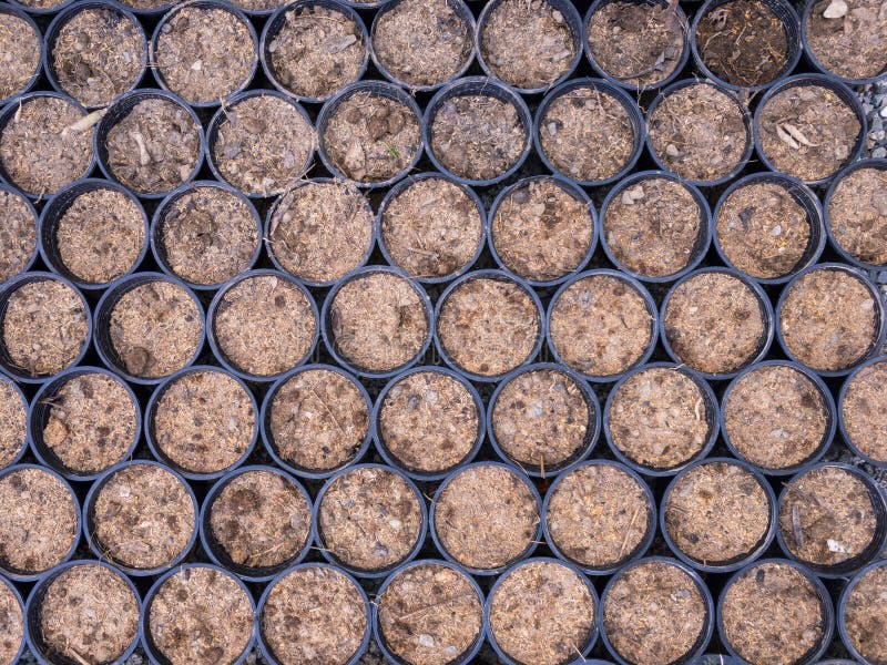 Plastic Pots Filled with Soil Ready for Plantation Stock Image - Image ...