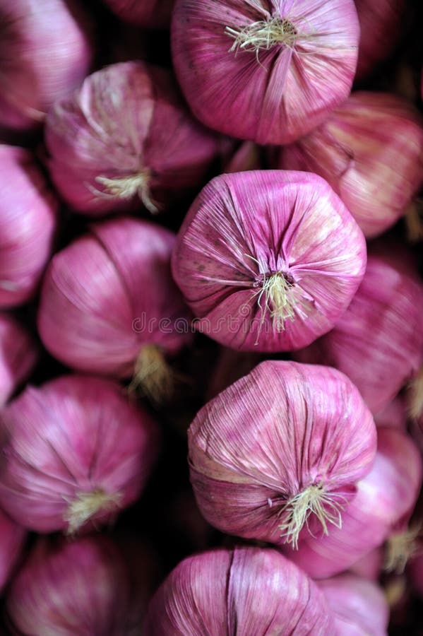 Plastic Onion stock photo. Image of mock, artificial, kitchen - 8536740