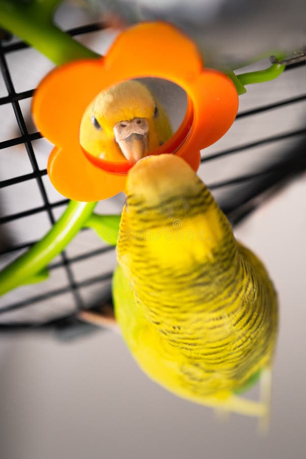 A Plastic Orange Flower Toy Mirror on the Side of a Cage. a Budgerigar ...