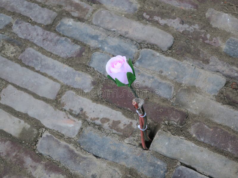Plastic Pink Rose Connected with a Glass Fibre Cable Stock Photo ...