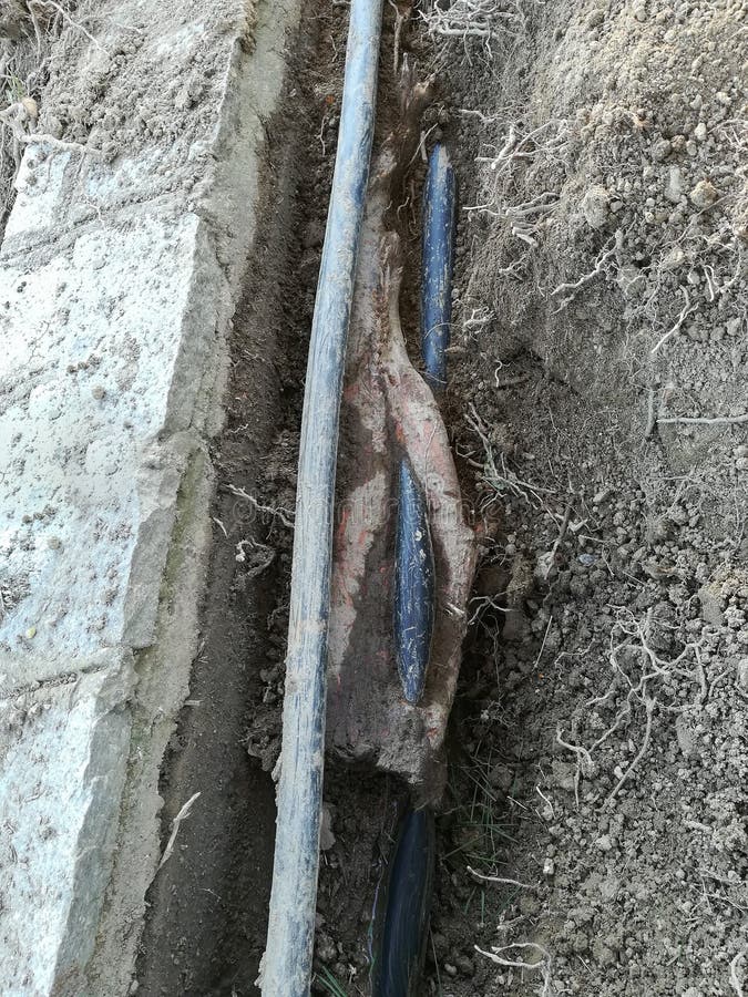 Plastic Pipe Damaged by Roots Stock Image - Image of plants, tube ...