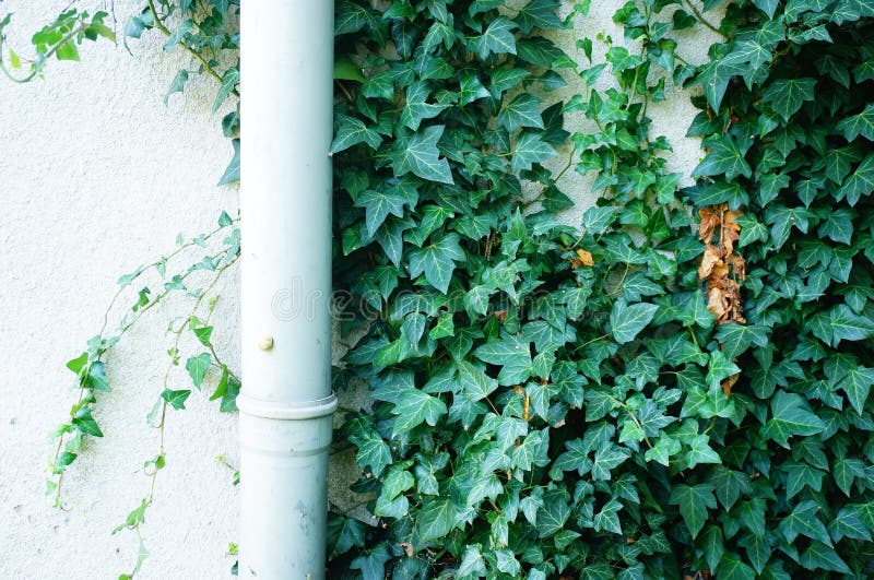 Plastic pipe stock photo. Image of plant, herb, tree - 44565664