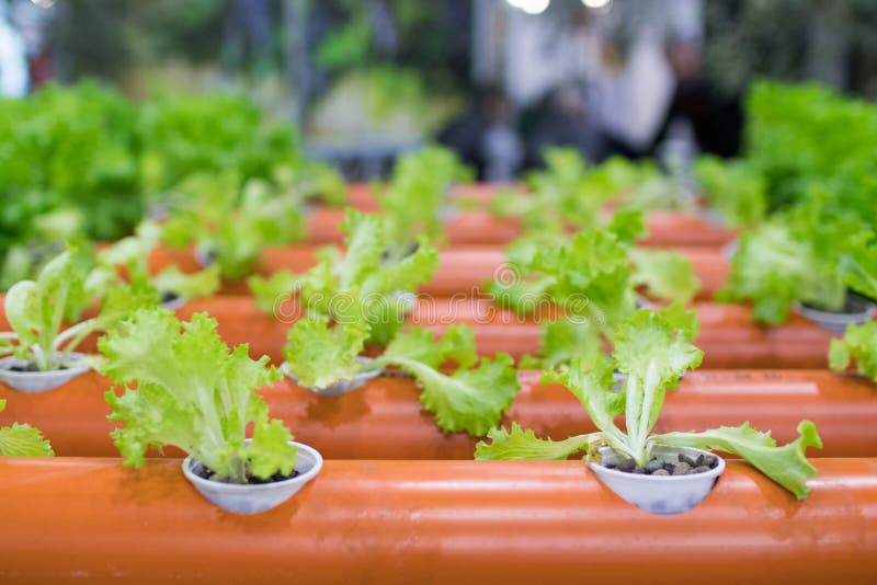 Plastic Pipe Structures for Landless Cultivation. Salad in Innovative ...