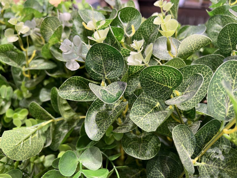 Plastic plant in garden stock image. Image of fresh - 320508143