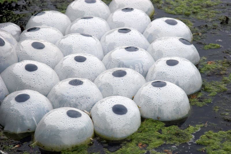 Plastic Plant Life Pods stock image. Image of protective - 3065281