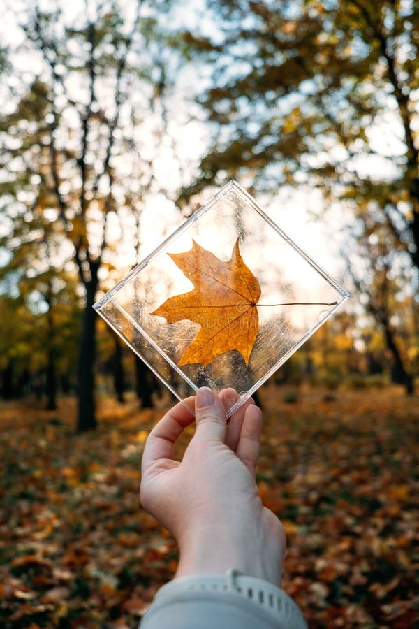 Plastic Pollution, Environmental Problems Concept. Fall Maple Leaves in ...