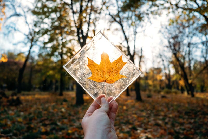 Plastic Pollution, Environmental Problems Concept. Fall Maple Leaves in ...