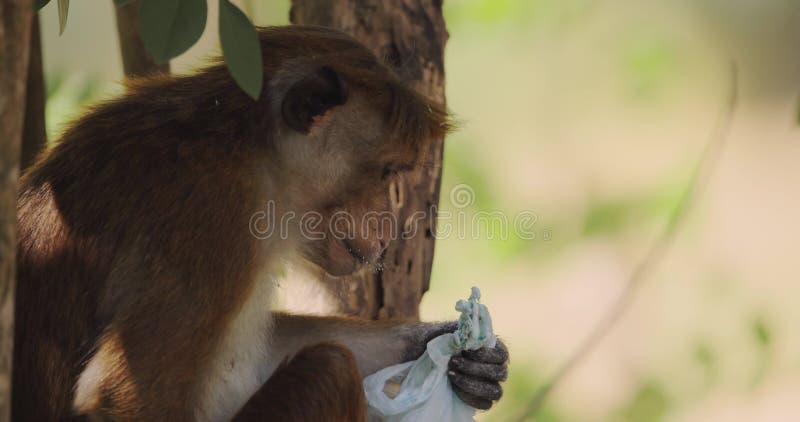 Plastic Pollution in the Jungle Environmental Problem. Monkey Eating ...