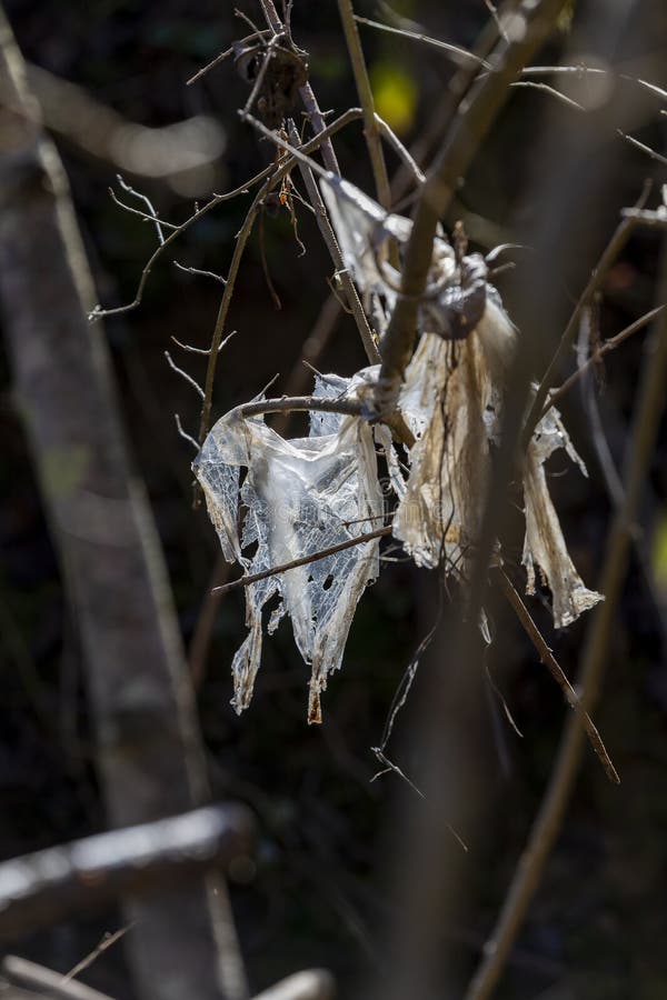 Plastic Pollution in Trees, Environmental Damage in the Countryside ...