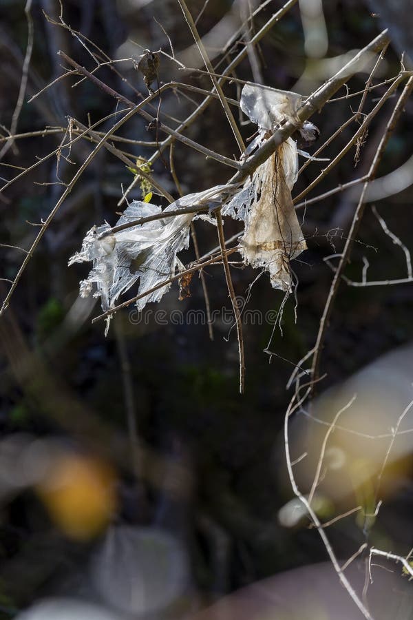 Plastic Pollution in Trees, Environmental Damage in the Countryside ...