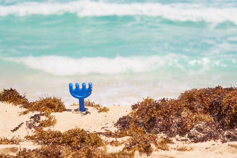 Plastic Rakes in the Sand on the Tropical Beach. Stock Photo - Image of ...