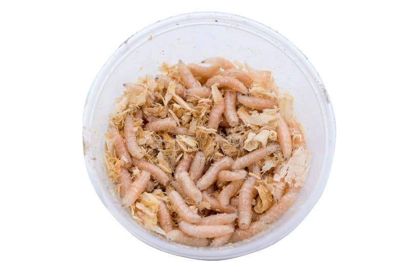 Larvae in a Plastic Container Stock Image - Image of instar, larval ...