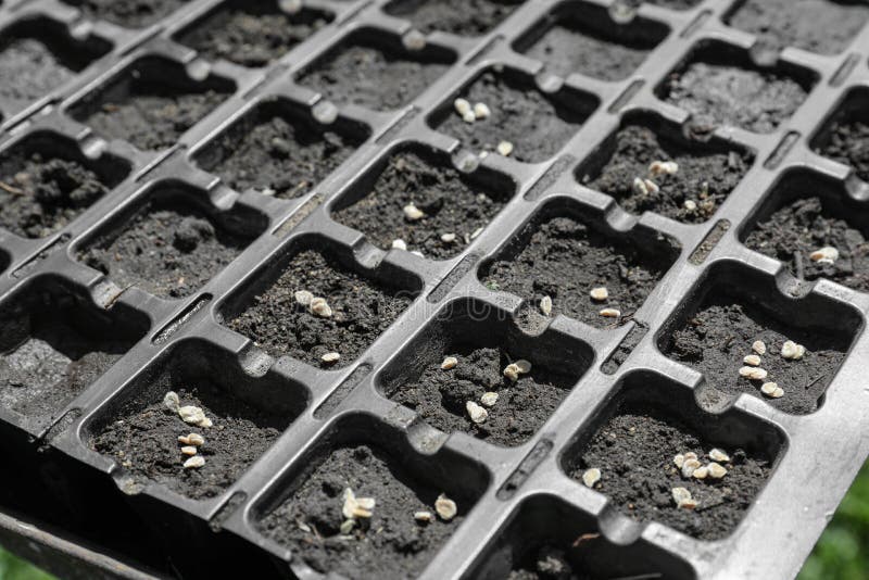 Plastic Seed Box with Soil and Grains, Closeup Stock Image - Image of ...