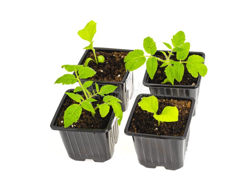 Plastic Seedling Containers with Soil, Growing Vegetable Seedlings ...