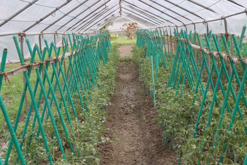 Plastic Shade with Tomato Farm Stock Photo - Image of nature, foliage ...