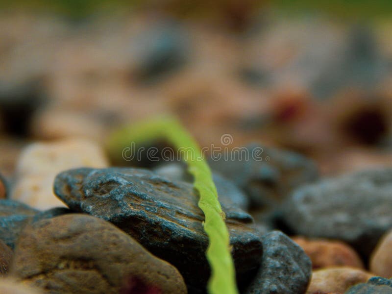 Plastic String among Rocks stock photo. Image of left - 155845128