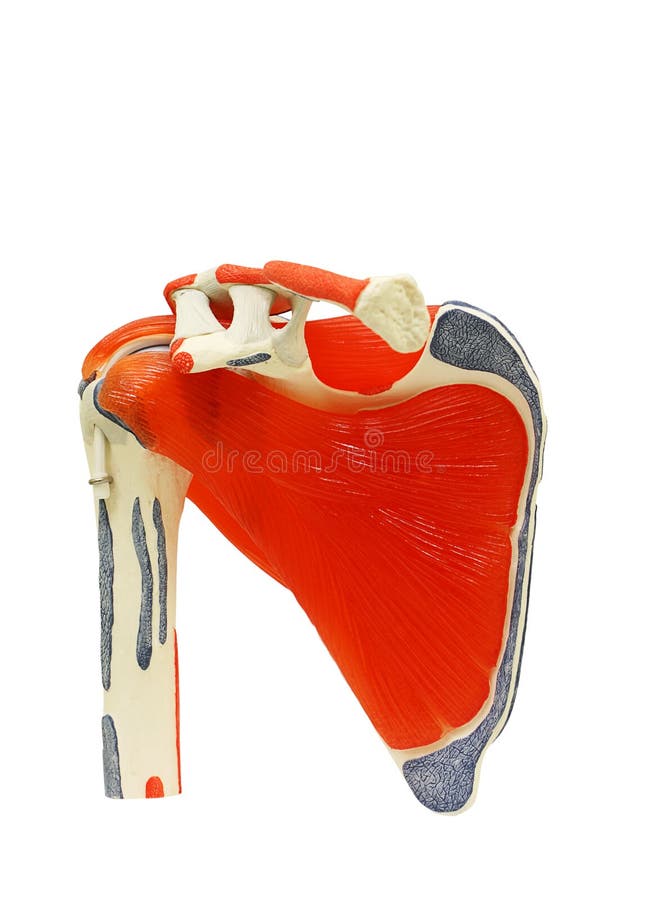 623 Anatomy Human Arm Strength Stock Photos - Free & Royalty-Free Stock ...