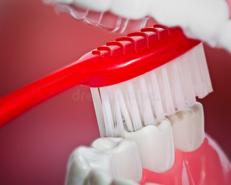 Plastic Teeth and Gum Model and a Toothbrush Stock Image - Image of ...