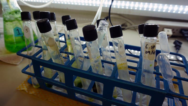 Algae Test Tubes Stock Photos - Free & Royalty-Free Stock Photos from ...