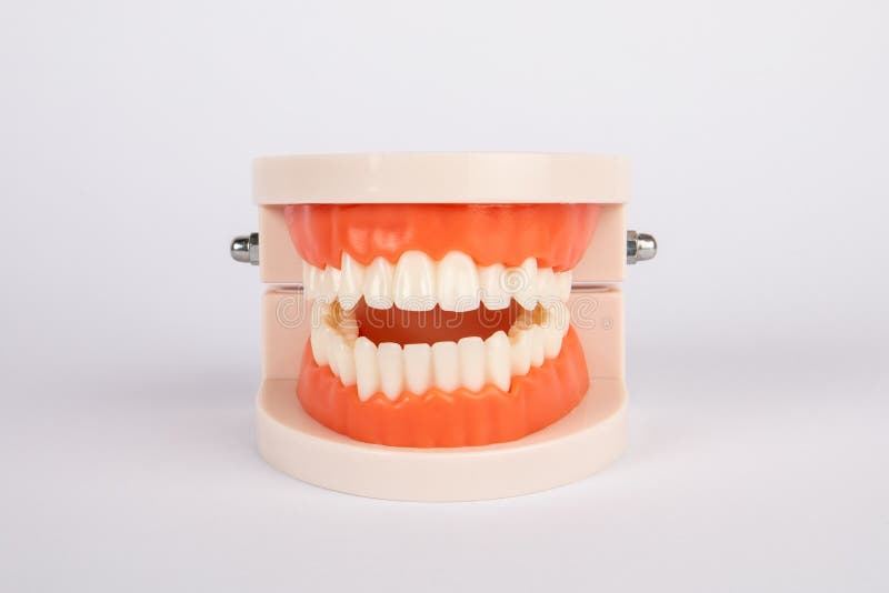 Plastic Tooth Model. Training and Knowledge Stock Photo - Image of ...