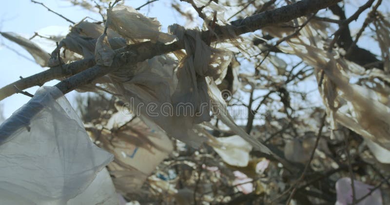 Plastic Trash on the Branches of Trees. Plastic Pollution of the Planet ...